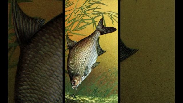 Речные гиганты. Самый большой пойманный лещ. #short