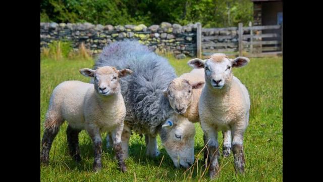 ПОТЕШКА барашеньки - крутороженьки - 3 раза