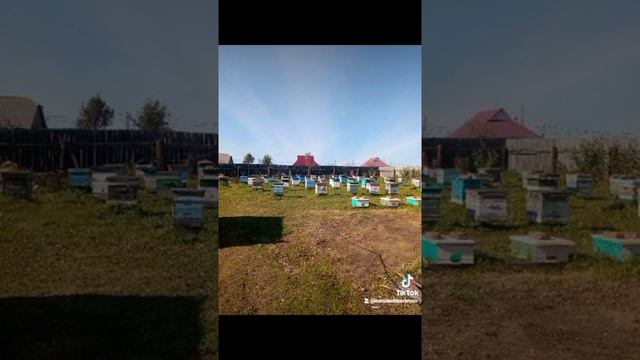 Наша пасека