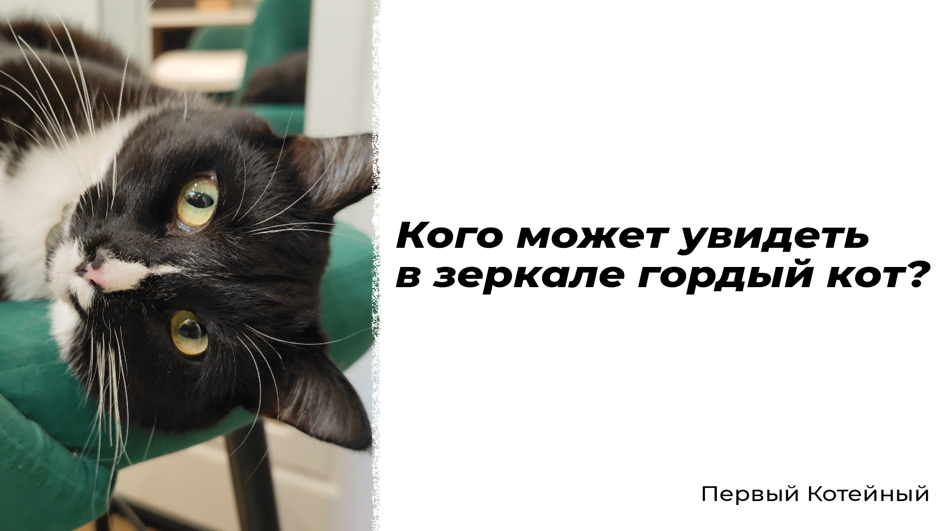 Кого может увидеть в зеркале гордый кот? 🔍