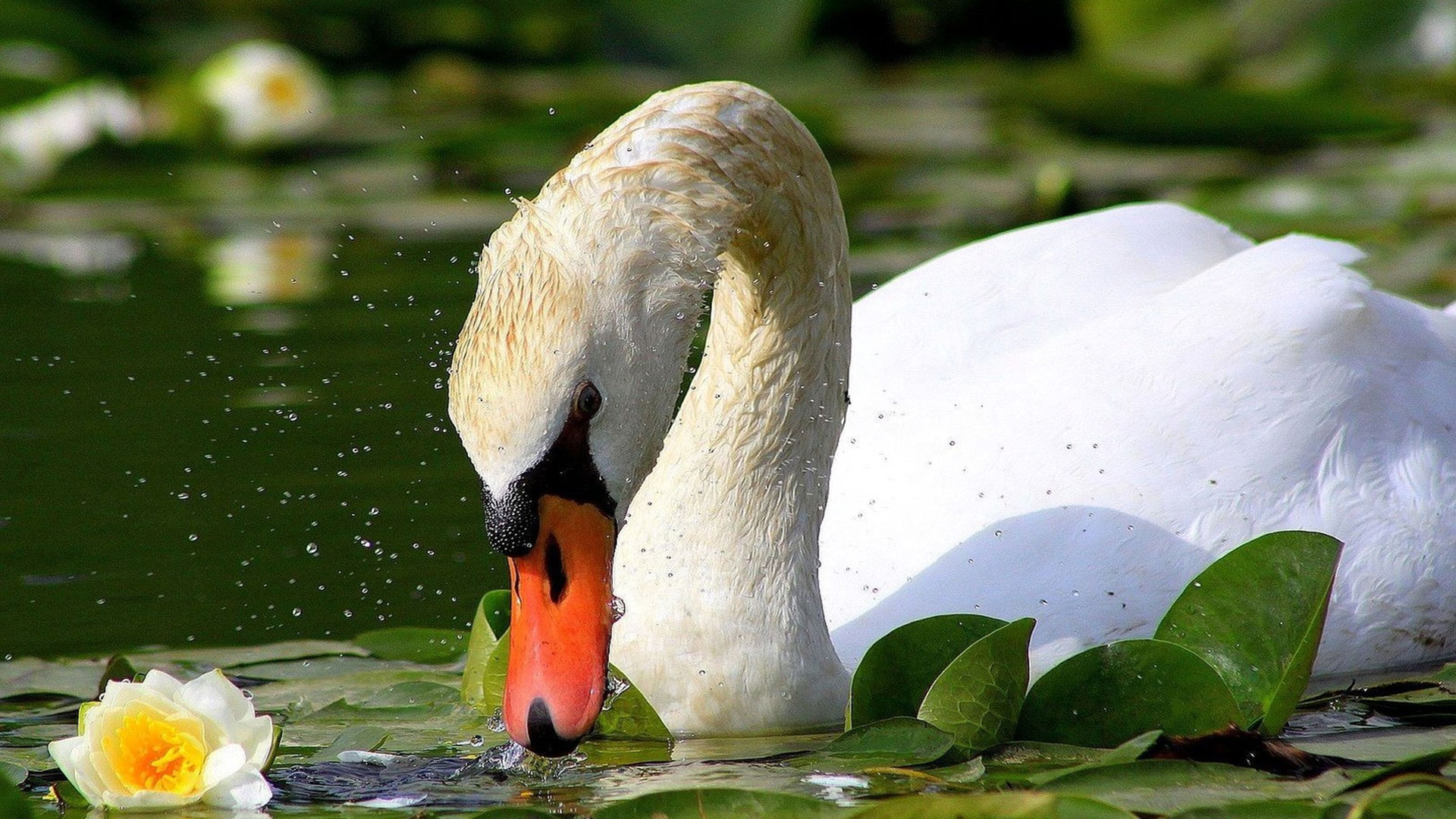 К.Сен-Санс. Карнавал животных.13.