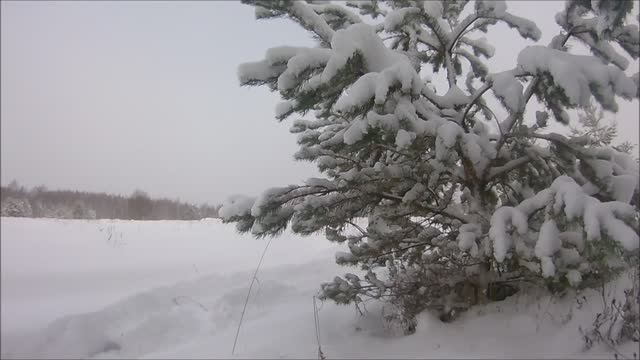 охота январь 2019 .mp4