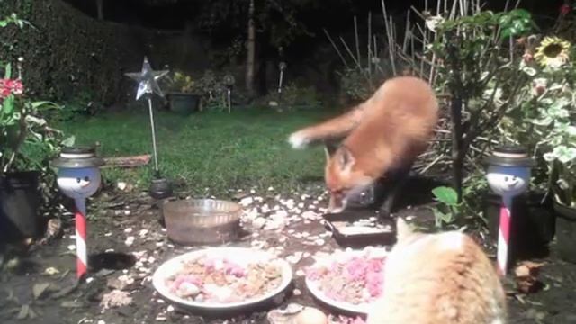 Лисийрай 20161130 001101 Лисийрай. (Foxheaven 20161130 001101 Foxheaven.)