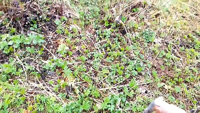 как перезимовали колоновидные яблони, на суперкарликовом подвое Р 22