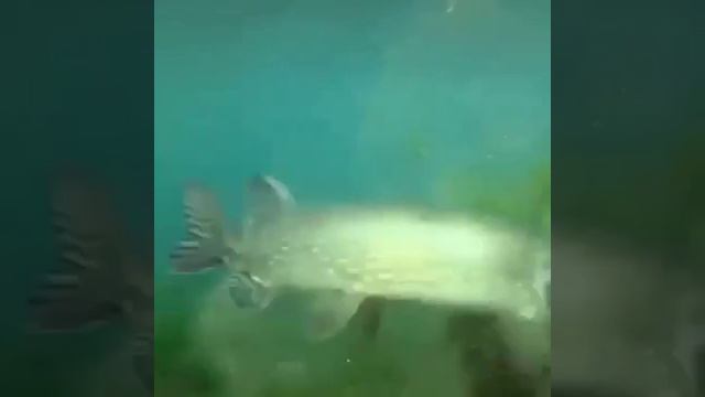 щука на охоте