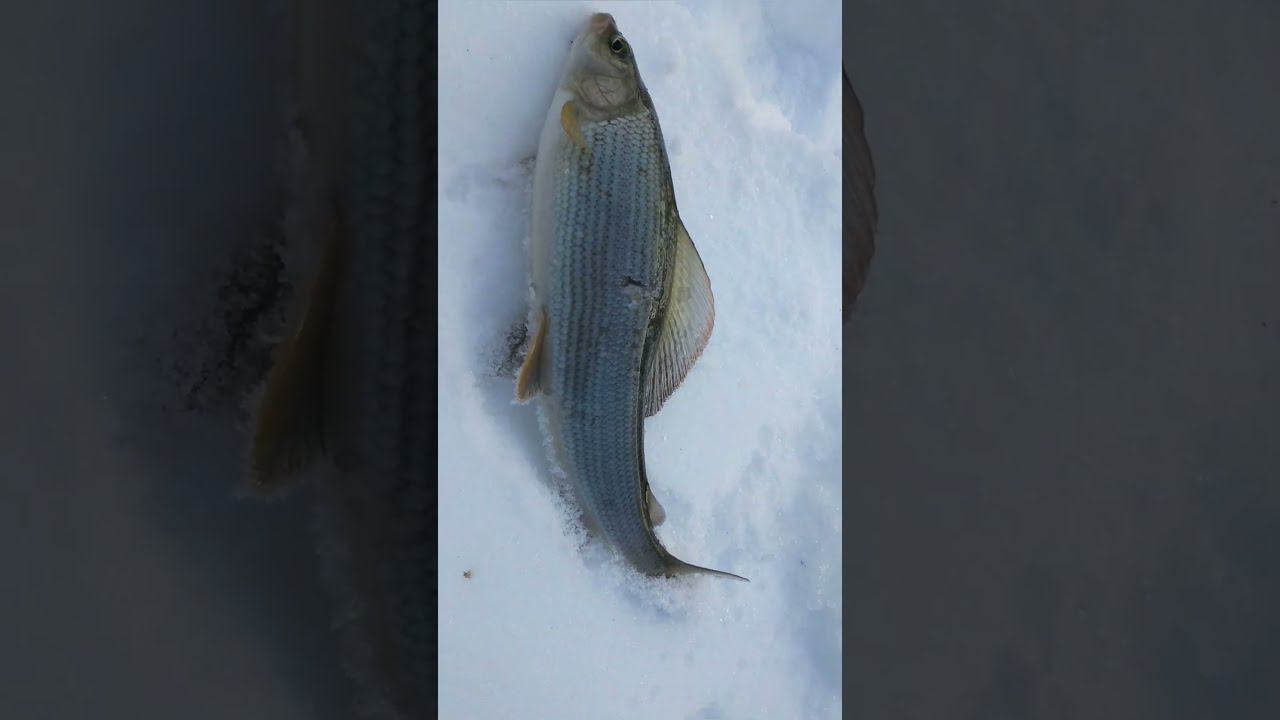 Зимняя рыбалка - рыба плавала по дну...