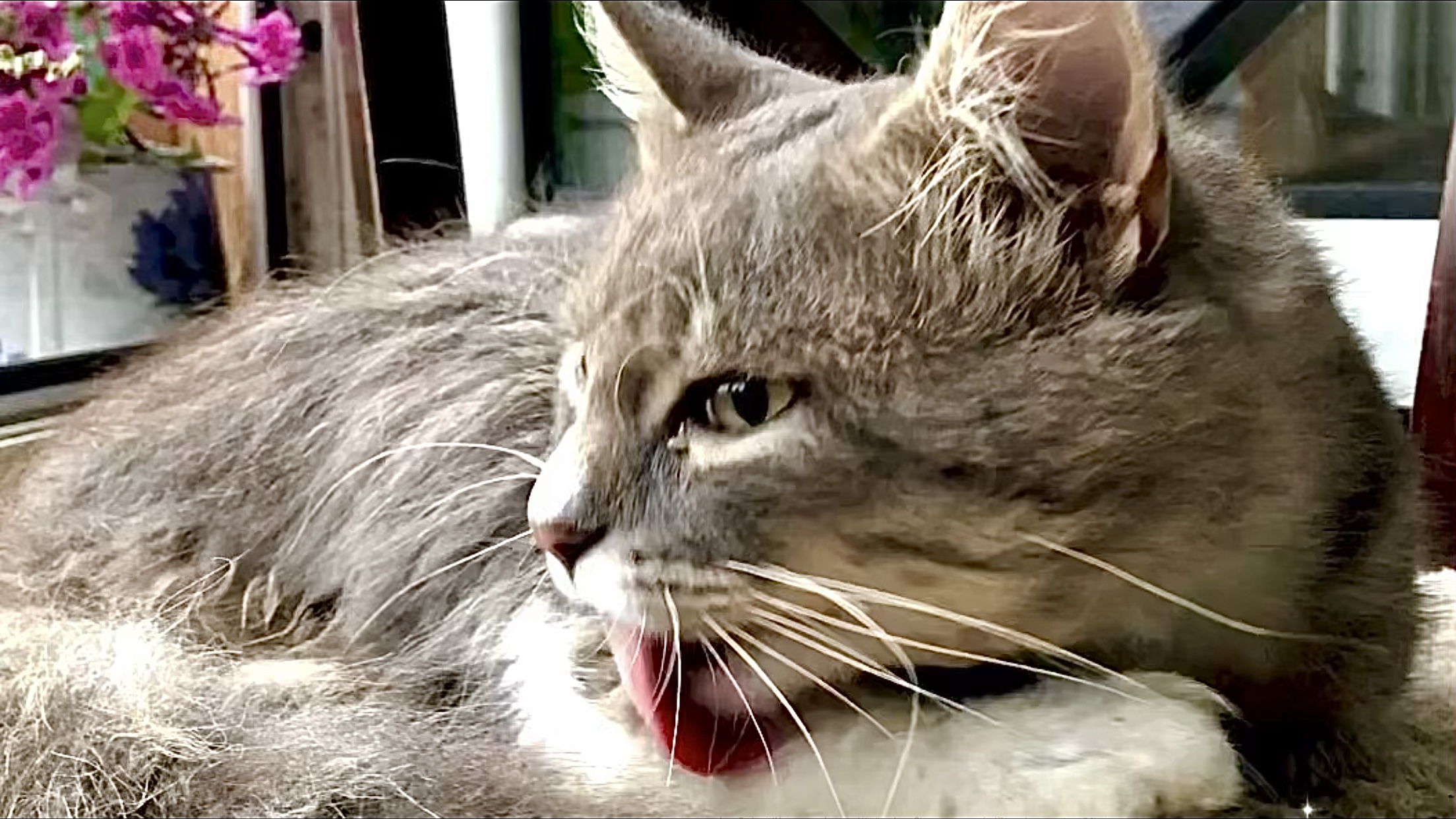 Где кот Ванюша испачкал пяточки и Колыбельная для кота