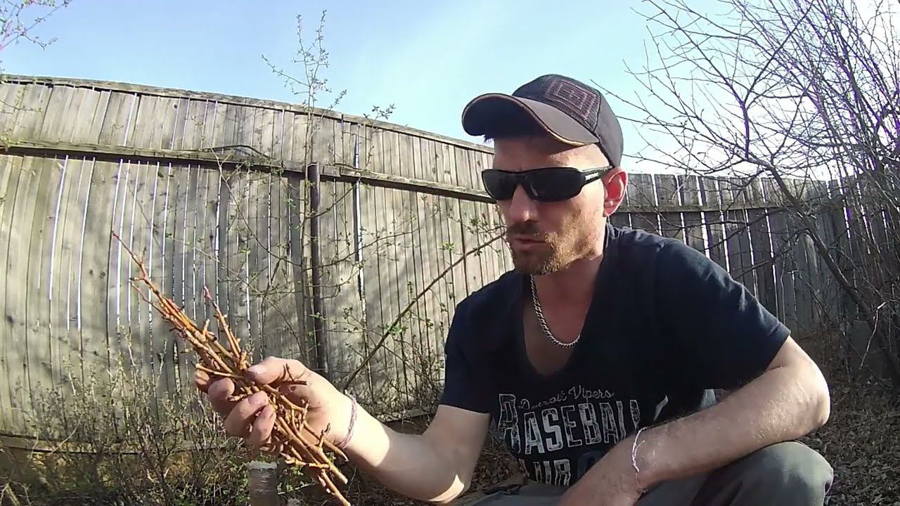 Прививка груши на яблоню за кору.