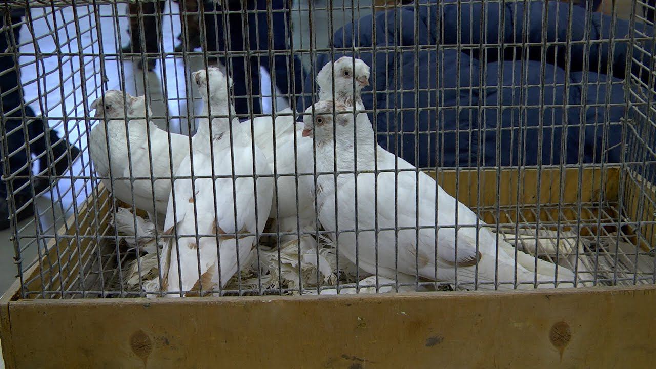 Выставка-ярмарка.25.01.2020. Часть 4. Уфа. ВДНХ-Экспо.