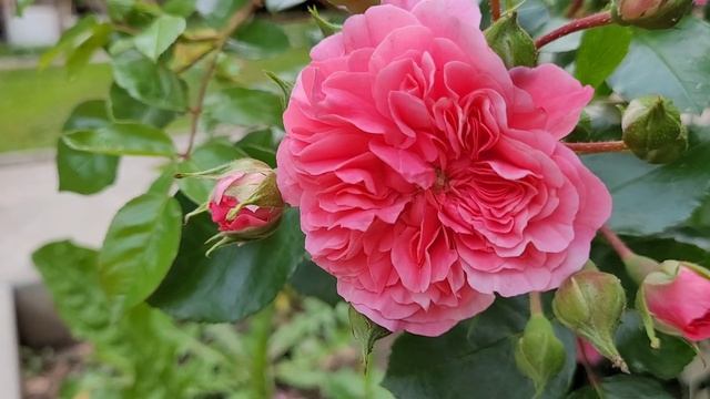 цветы на даче