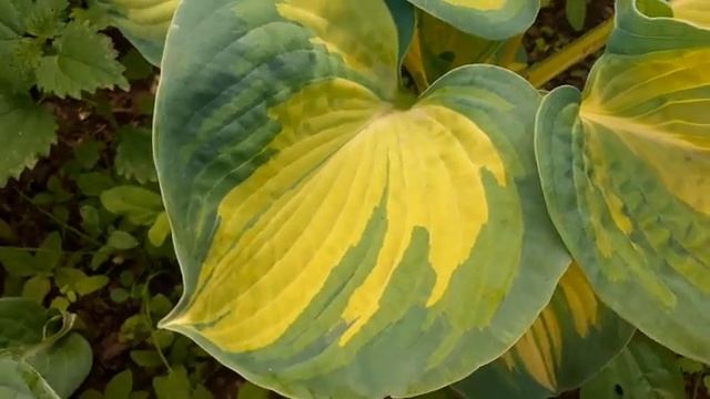 GREAT EXPECTATIONS хоста.