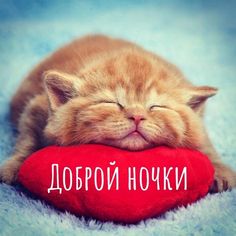 Приятных снов! Спокойной ночи
Тебе желаю от души.
Пусть сны, которые увидишь,
Будут лишь радостью по