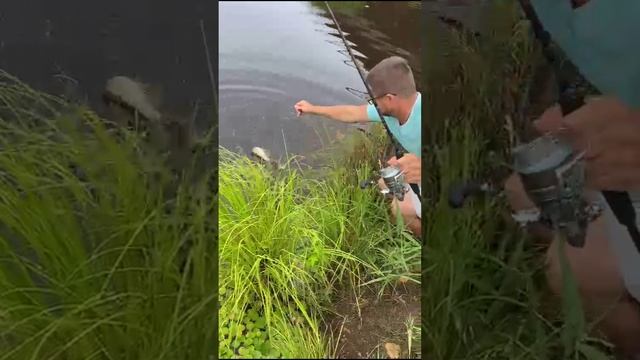 Ловля щуки на воблер 80 мм (13 гр) от Mr. Musurok