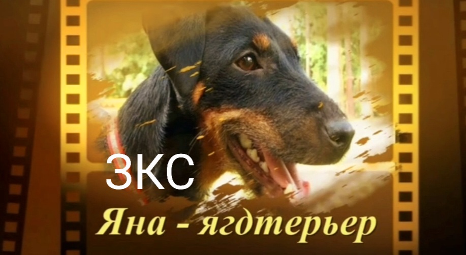 Яна - ягдтерьер на ЗКС