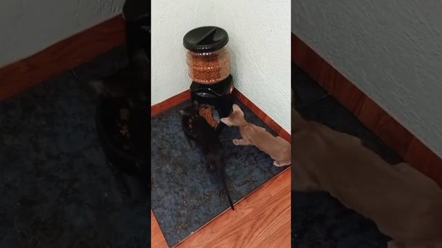 Очень смешные кошки