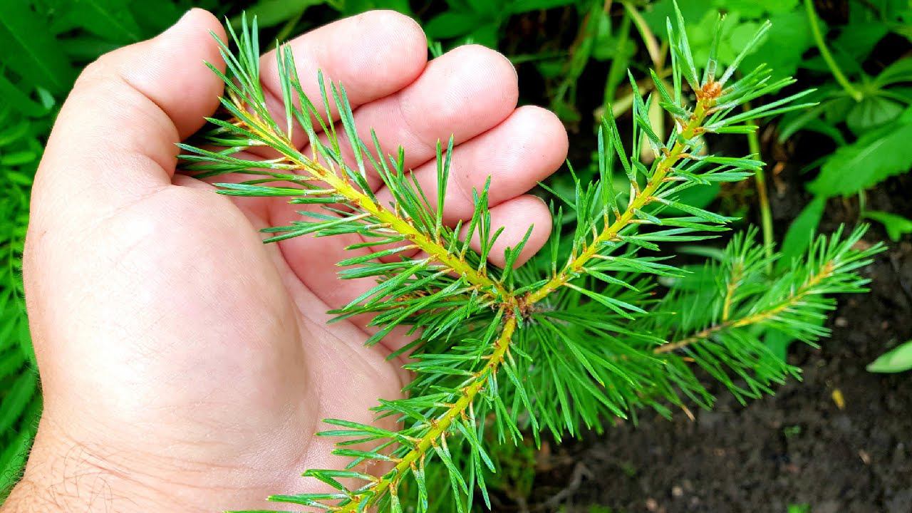 ВЛОГ ОГУРЦЫ ПОЧТИ В МОЙ РОСТ  / ПОСАДИЛИ СОСНУ / Скоро будем СОБИРАТЬ УРОЖАЙ