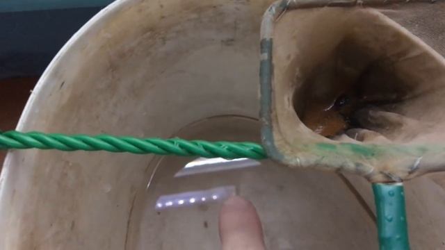 Разведение артемии.mp4