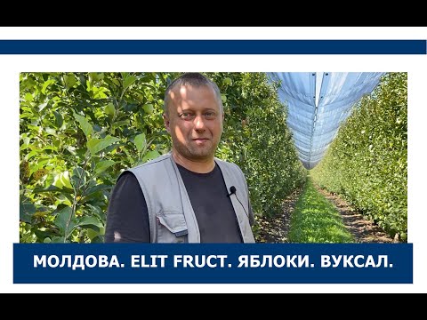 Молдова/Elit Fruct/Яблоки/Садоводство/Вуксал