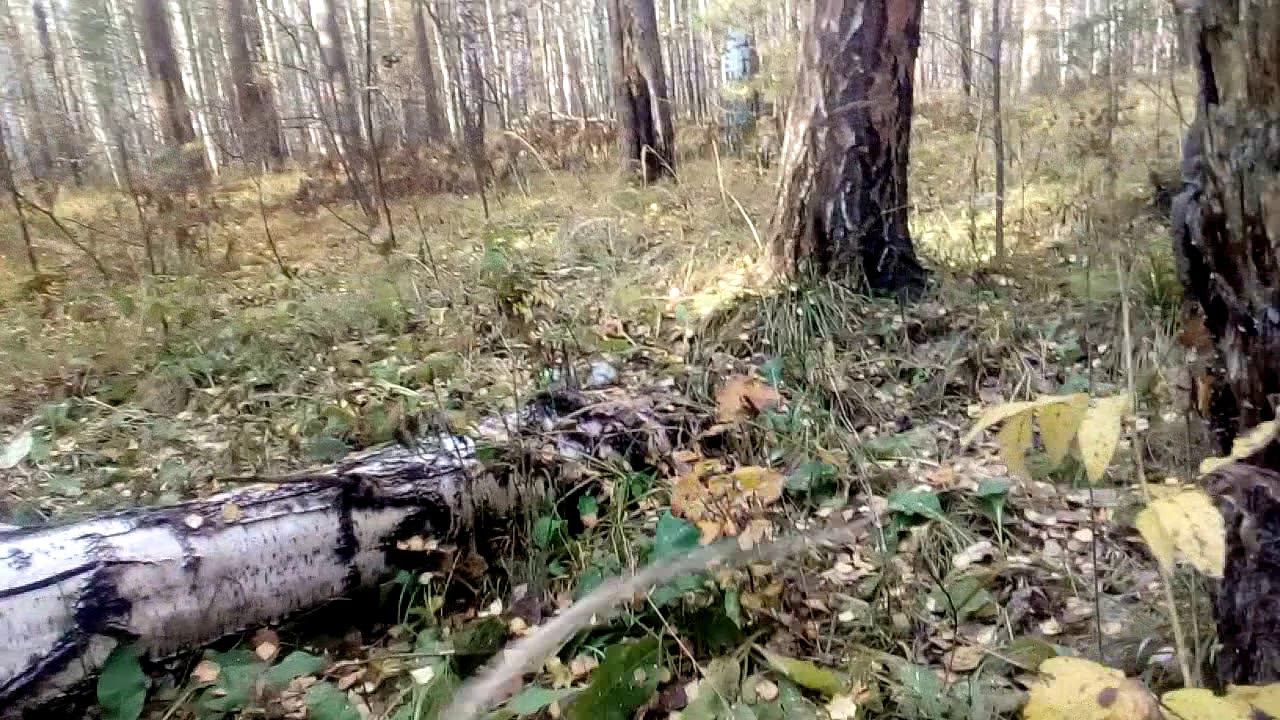 05.10.19. Осенний лес