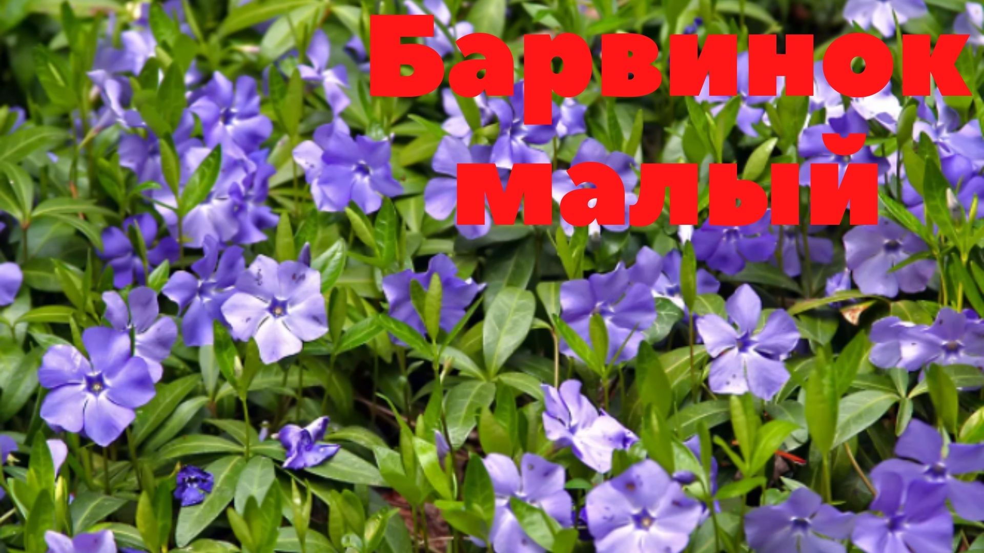 Барвинок малый. Милый и нежный голубой цветочек