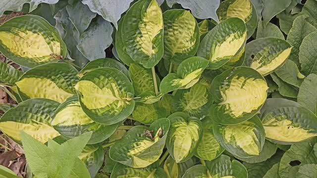 24.06.24 Хосты под яблоней