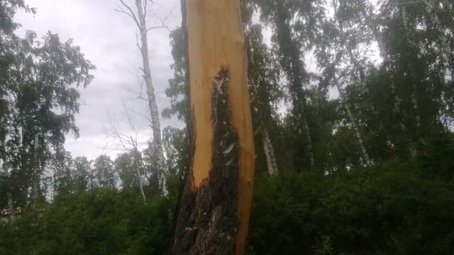 Интересное природное явление- молния раздела берёзу.