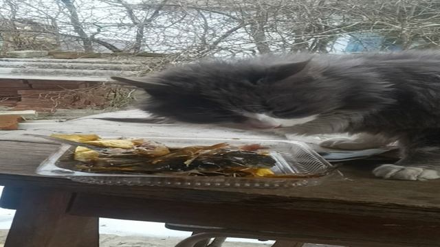 все хотят есть