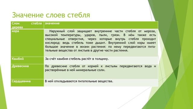 Строение стебля биология 7 кл.mp4