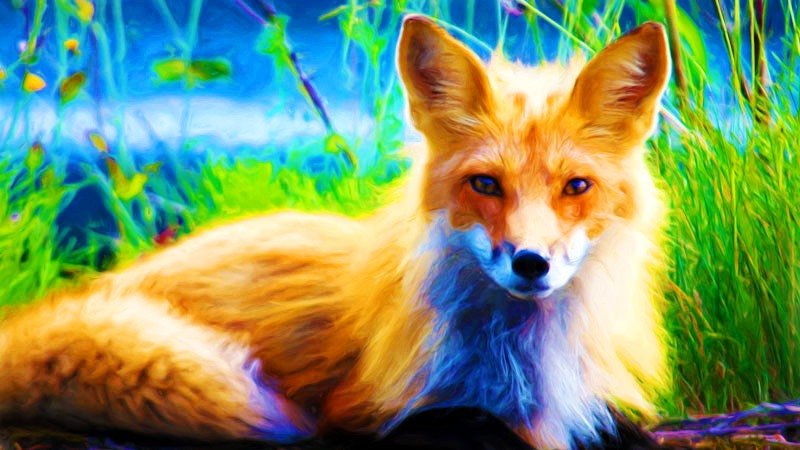 Повстречал дикую лису на берегу реки Чулым. Очень удивила своим поведением