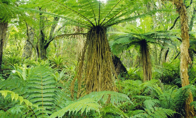 Что это?  Kустарник или трава? Древнейший представитель флоры - папоротник!