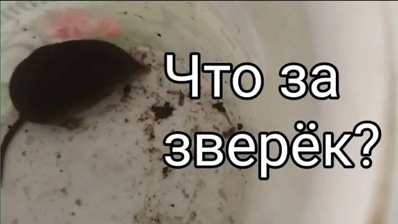 Необычный зверек