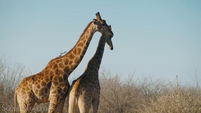 African Safari 4K - Scenic Wildlife Film With African Music