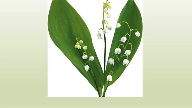 занятие №25 _СОГЛАСНЫЙ ЗВУК _ДДЬ_. БУКВА Д._ старшая группа