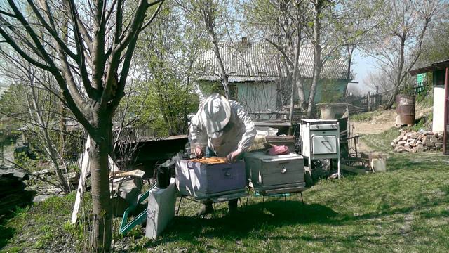 Пчёлки 66. Делю сильную семью