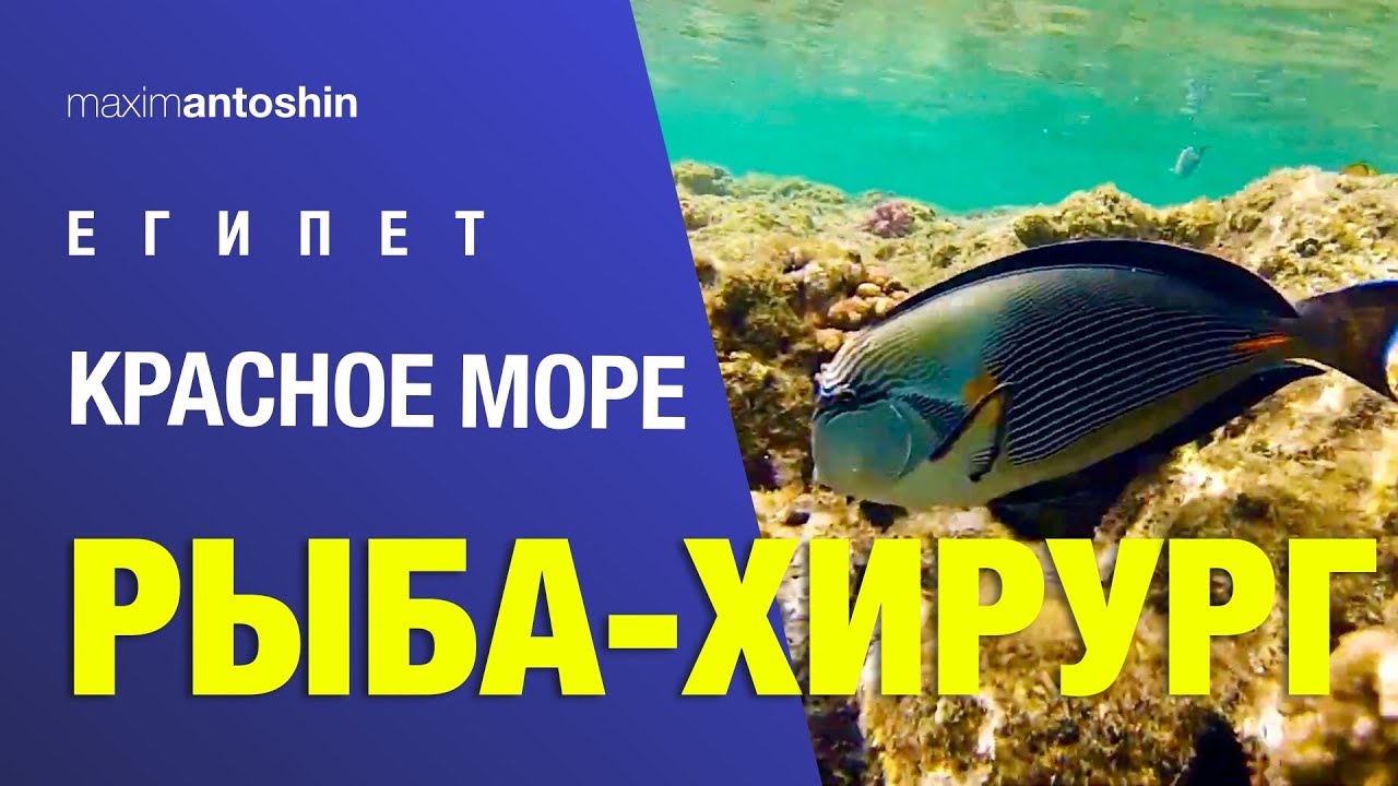 Рыба-хирург. Красное море