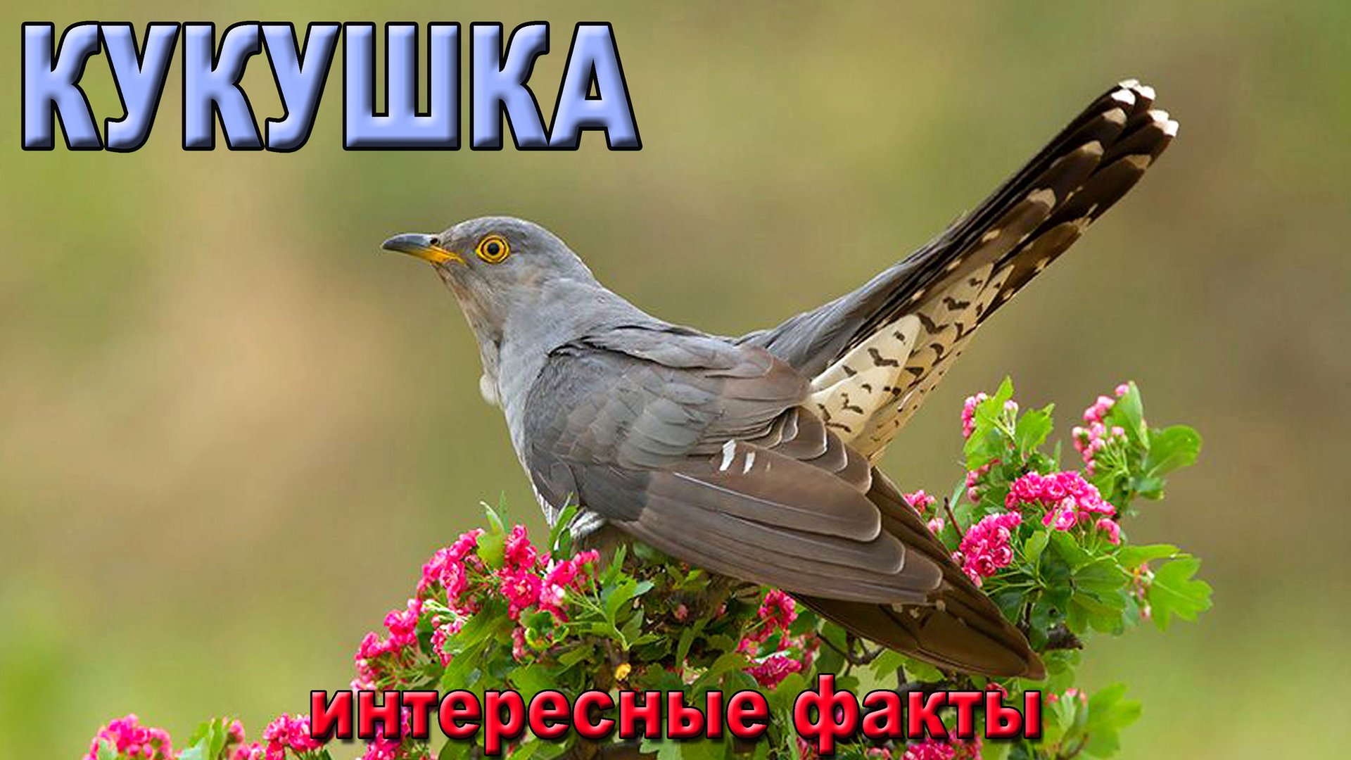 Кукушка, интересные факты.