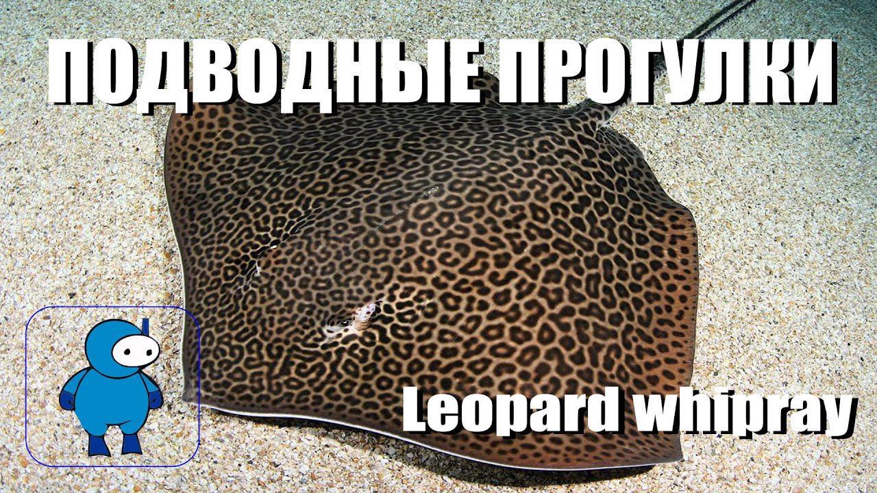 Леопардовый скат. Leopard whipray.