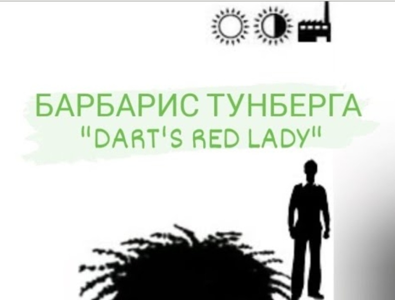 Барбарис тунберга Дартс Ред Леди. Berberis thunbergii Dart's Red Lady