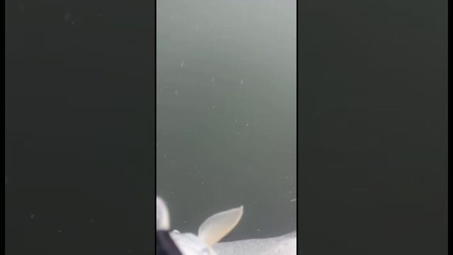 Ловля тайменя на воблер 55 мм (6,2 гр) от Mr. Musurok #shorts