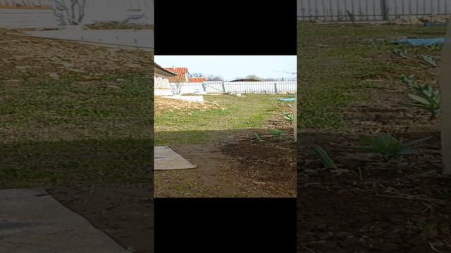 Первые цветочки распустились на даче