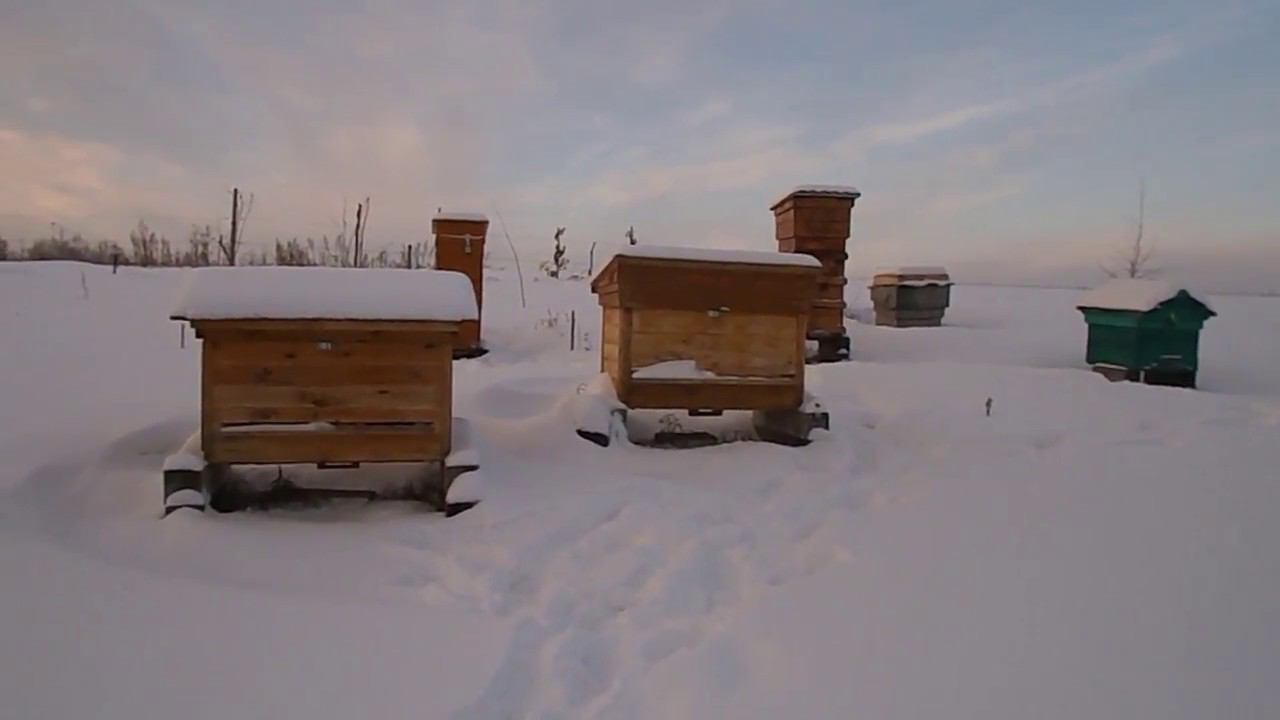 Зимовка Пчел на Улице (Wintering bees in the street).