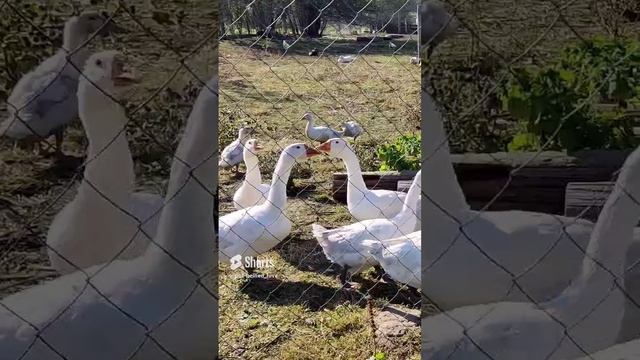 Беленькие пошли! The white ones went!