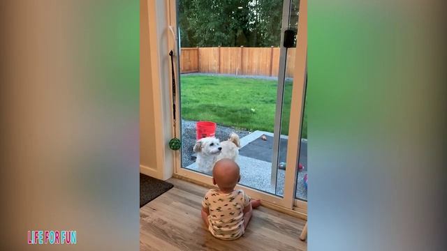 Собаки, дети и коты