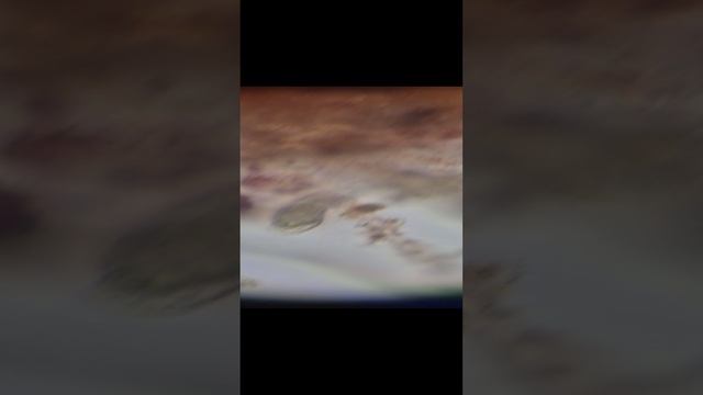 Хвост Петушка - белый налет