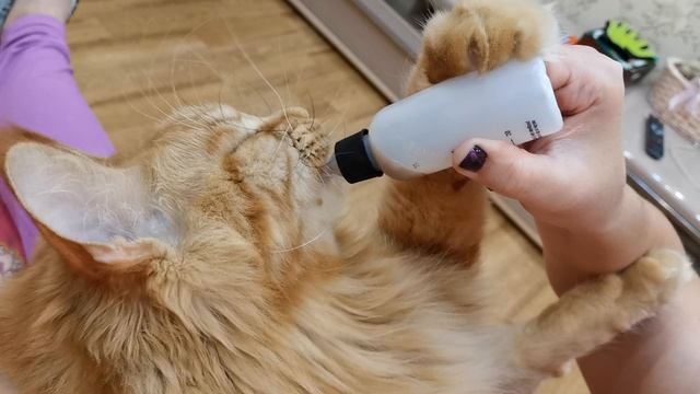 Мейн кун и фортифлора