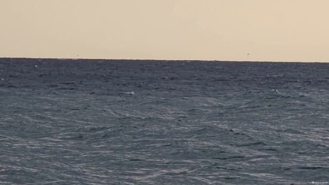 Дельфины загоняют ставридку у берегов Симеиза