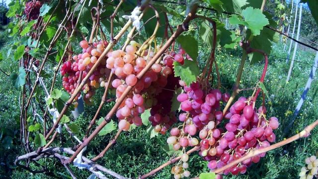 кишмиш Велес