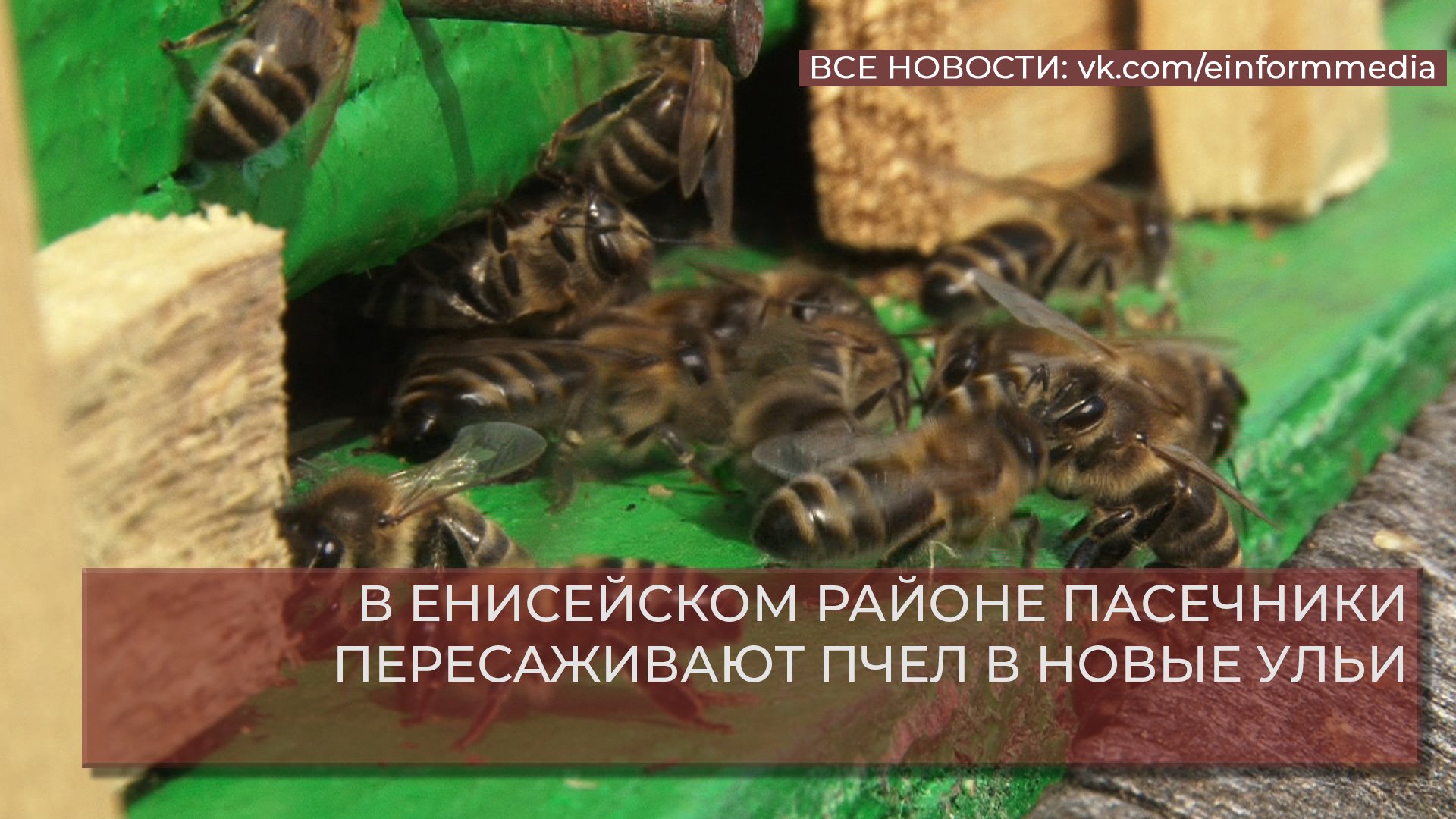 В ЕНИСЕЙСКОМ РАЙОНЕ ПАСЕЧНИКИ ПЕРЕСАЖИВАЮТ ПЧЕЛ В НОВЫЕ УЛЬИ.mp4