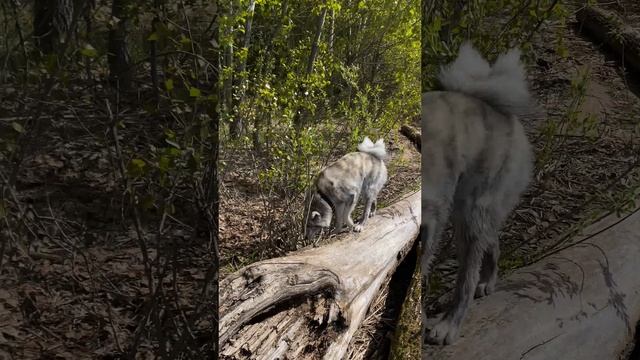 Путешественник