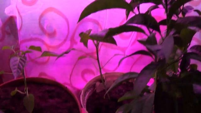 Как установить фитолампу и не испортить окно.